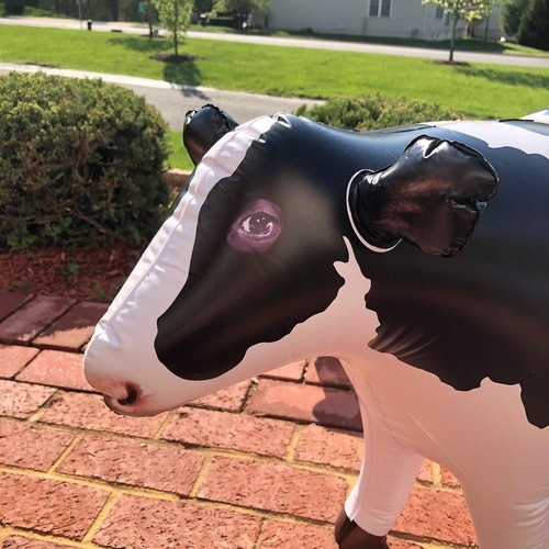 Jet Creations Cow Inflatable Animal Baby 37 inch Long Great for Pool ...
