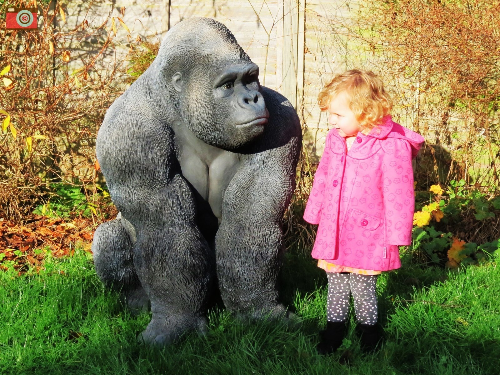 SILVERBACK GORILLA LIFE SIZE & STUNNING. Vivid Arts Real Life. Indoor ...