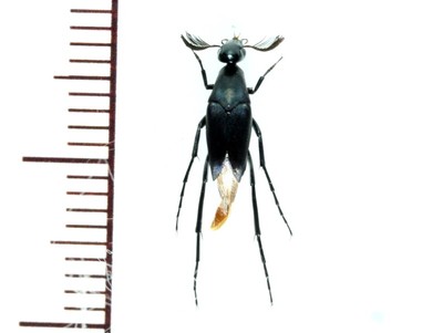Rhipiphoridae:Macrosiagon nasutum male ,A1, unmounted,Japan,beetle | eBay