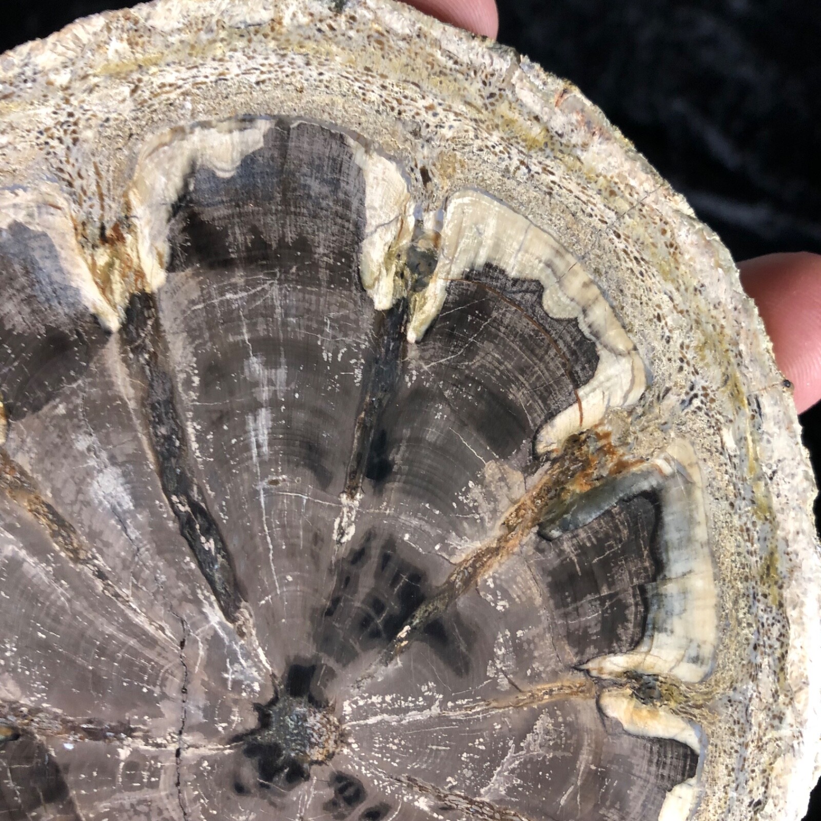 Rare Petrified Wood Seed Fern Hermanophyton owensii E. McElmo Creek ...