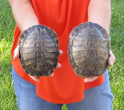 2 pc Lot Red-eared Slider Turtle Shells 6 inches, Terrapin, Taxidermy ...
