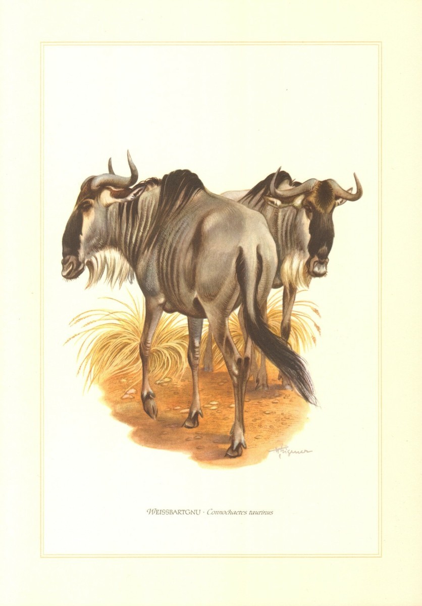 Blue Wildebeest Drawing