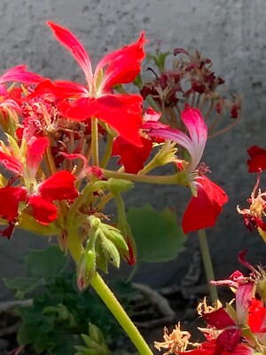Geranium Pelargonium FIREWORKS 3 Live 6" Unrooted Cuttings Live Flower ...