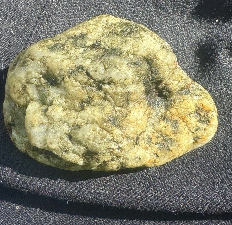 Fish Fossil, Rare. Full Bodied, Teeth, Blakeley Formation , Oligocene ...