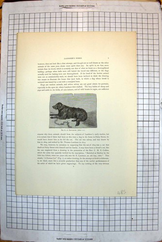 Original Old Antique Print Retriever 1810-11 Study Goats 1811 Mr Gurney ...