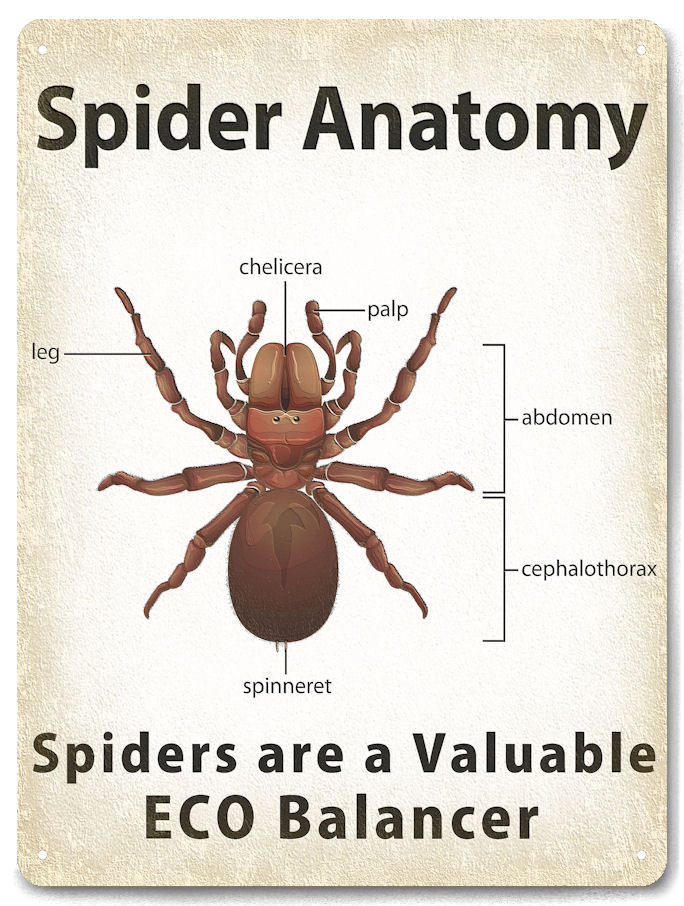 Spider Anatomy Diagram