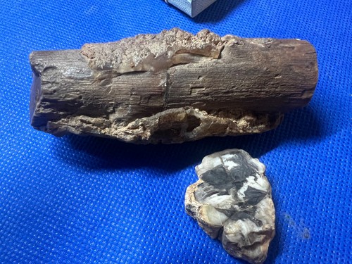 Petrified Wood Large Tree Branch Section From Petrified Forest 1” Dia ...