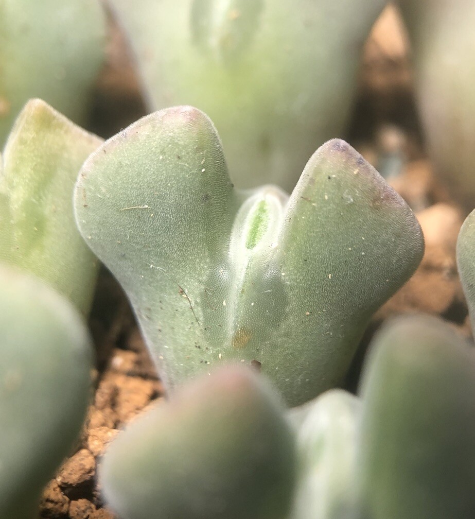 Conophytum Regale, Live plants, Randomly Pick- (1.2-1.8cm, Medium/Large ...