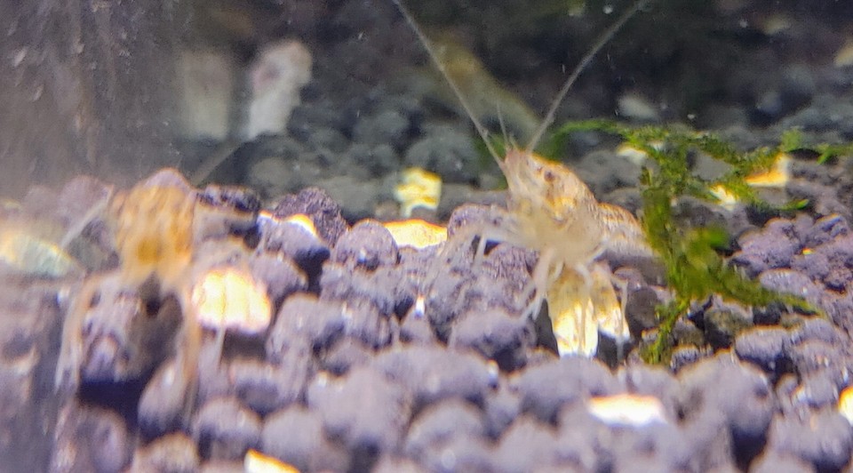 4 HYBRID SELF CLONING Brazos Dwarf crayfish marbled ALL FEMALE aquarium ...