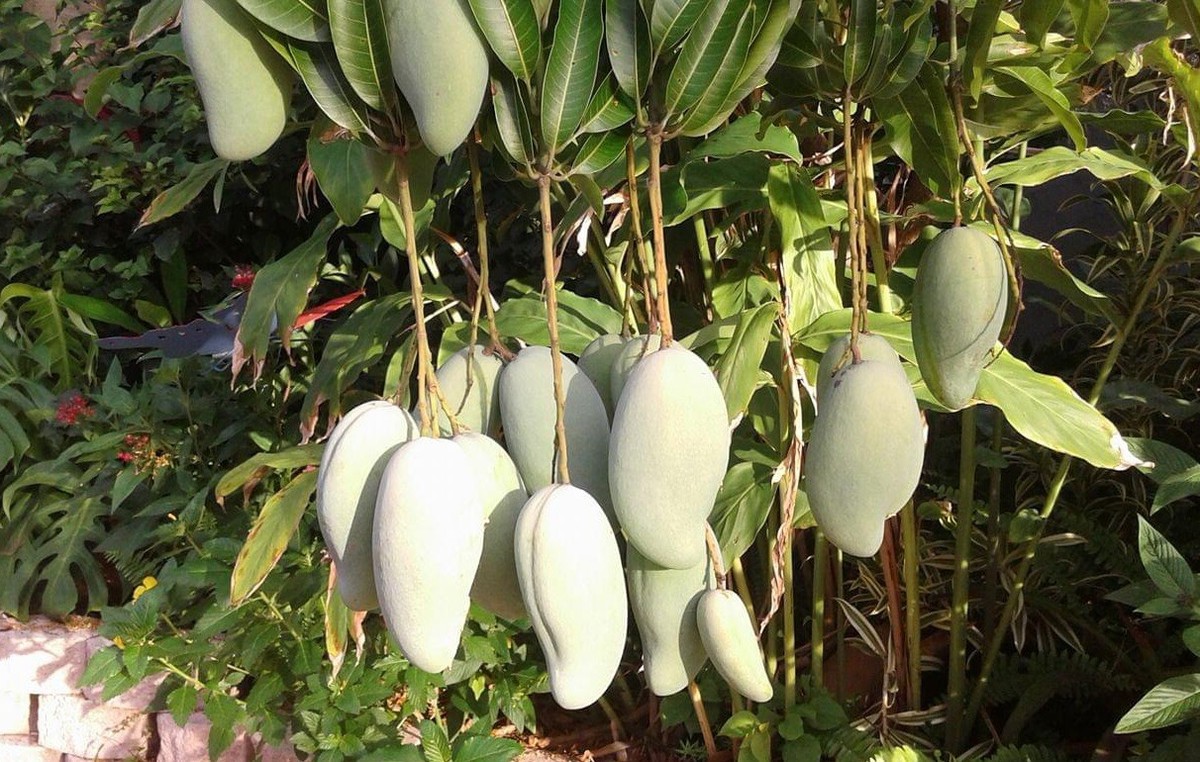 White Mango Tree 2.300 Mango Trees Stock Photos, High Res Pictures,