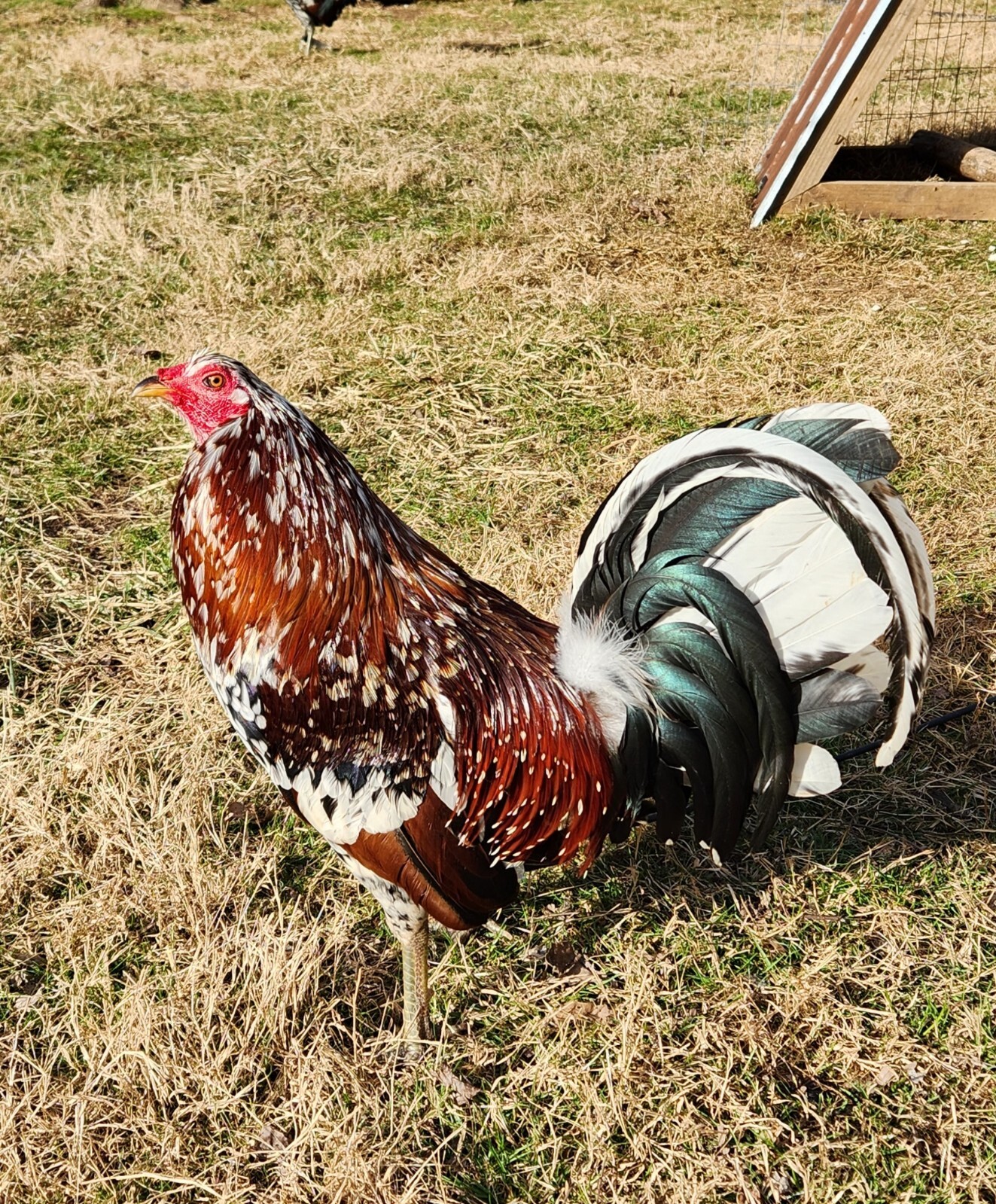 12+ Spangled Bates Hatch Fowl Speckled Game Chicken Hatching Eggs ...