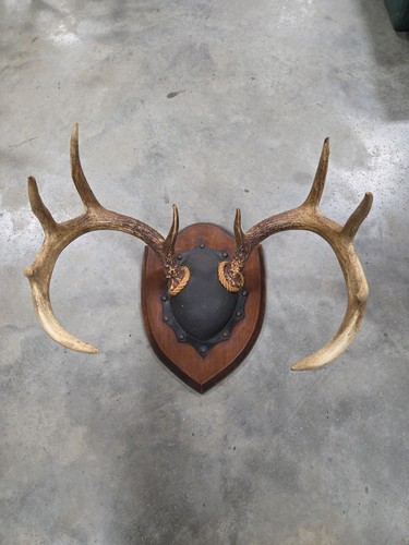 Large Whitetail Buck Deer Antler Rack On Plaque 10 Point Buck | eBay