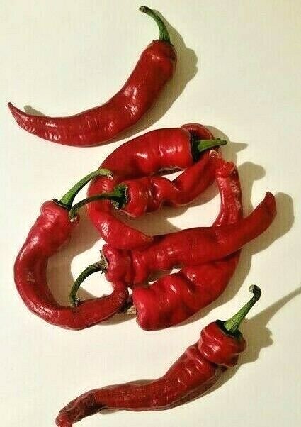 Elephant Trunk Pepper Plants