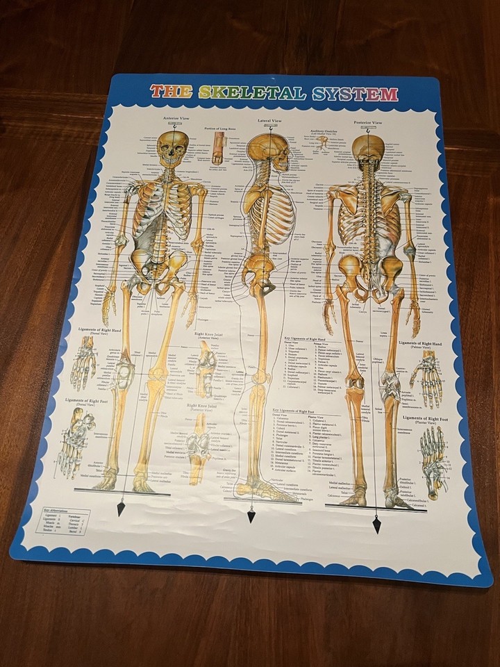 Houseable anatomy bone box New NIB with Poster | eBay