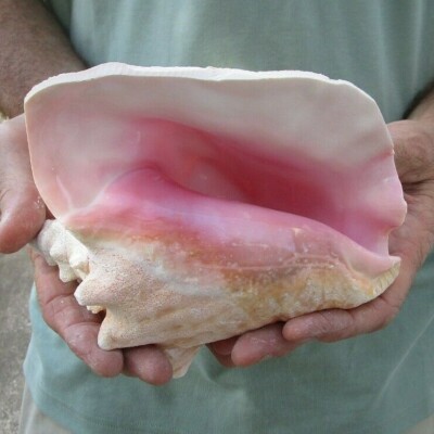 7 inch Pink Conch Shell with slit back seashell #45335 | eBay