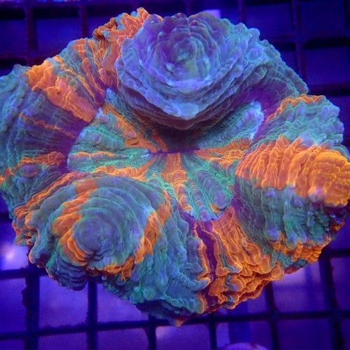 Ultra Green & Orange Acanthophyllia 3" WYSIWYG - Indigo Corals - IC ...