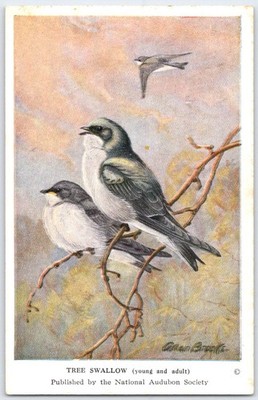 Vintage Tree Swallow Bird Postcard by National Audubon Society No. 38 ...