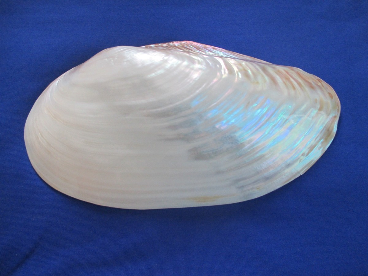Almejas Con Perlas