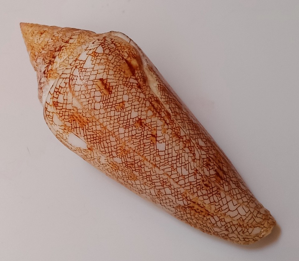 Sea shell Conus gloriamaris 98.2mm, F+, nice pattern, RARE specimen ...