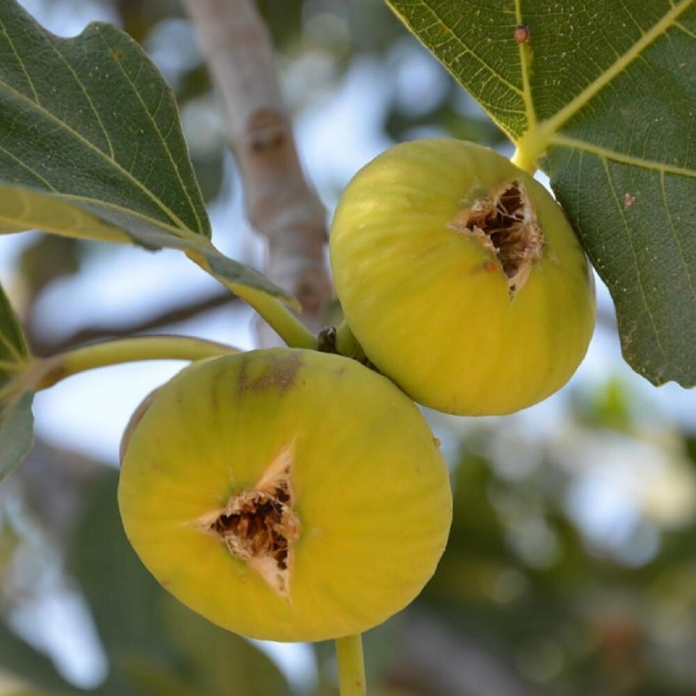 fruit sapling (AYDIN YELLOW FIG) IT IS SOFT AND FAST AND VERY DELICIOUS ...