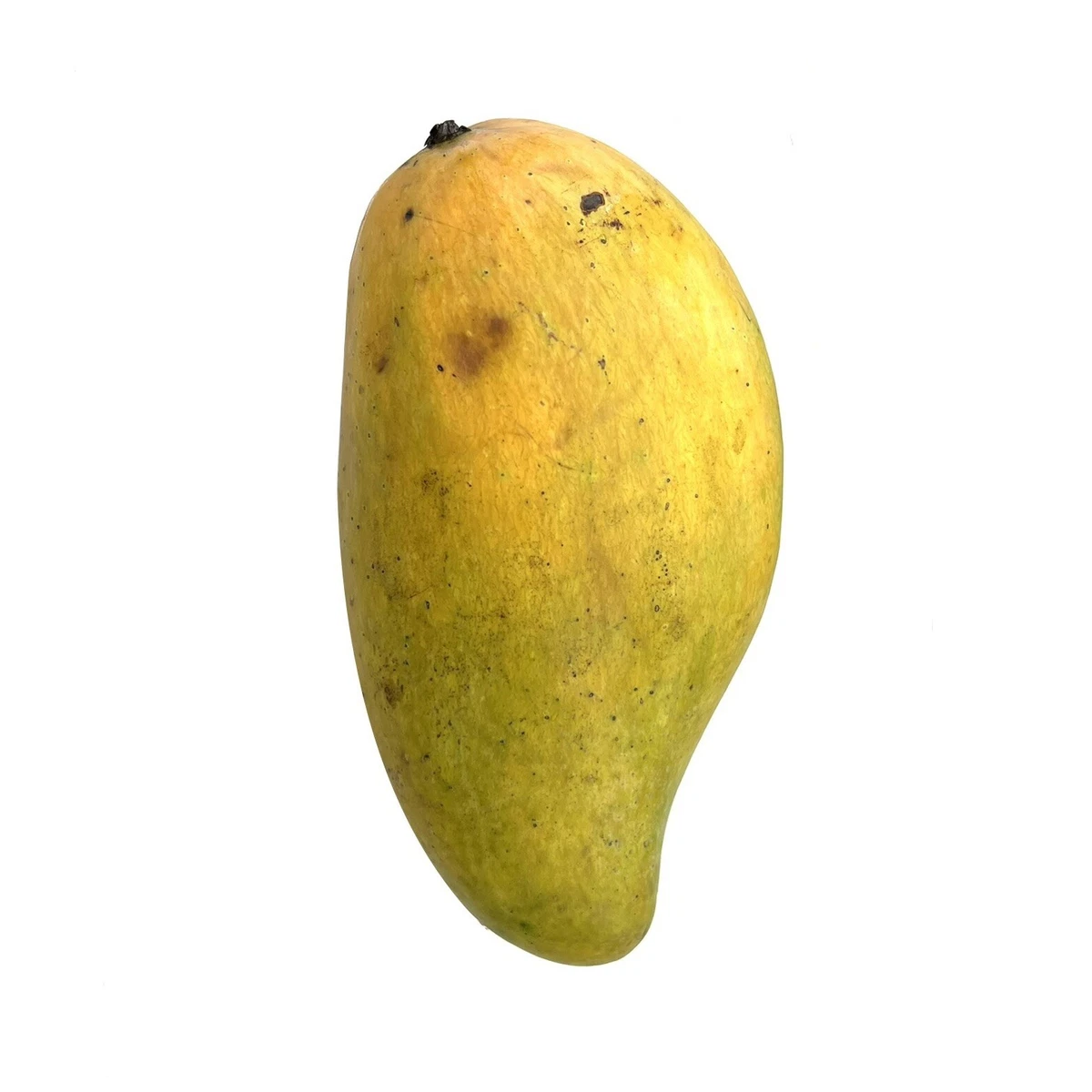 Mango Tree Nam Doc Mai Variety Grafted, 43% OFF