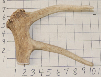 1 #1 Elk Antler Crown Walking Cane Top Handle Crafts Dog Chew Treat | eBay