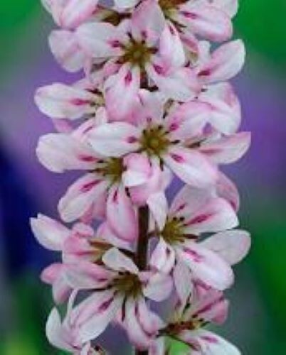 Francoa 'Pink Giant' x1 healthy plant in a 7cm pot | eBay UK