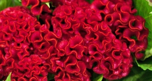 red Coxcomb seeds gardening flower seeds | eBay