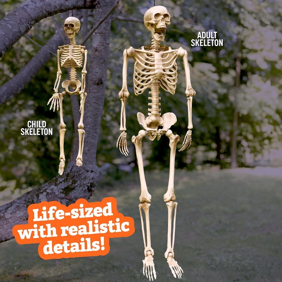 Life Size Posable Human Skeleton Halloween Decoration Value 2 Pack ...