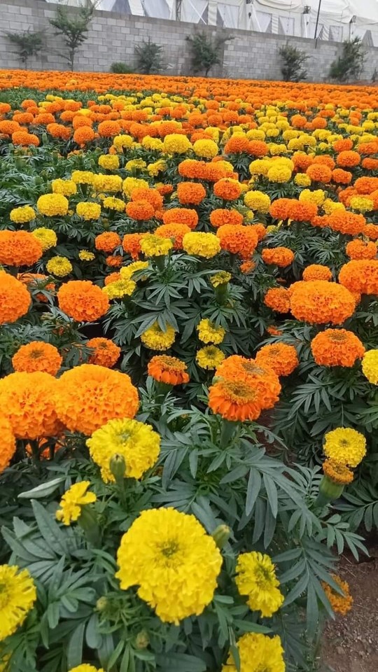 Cempasuchil enano 100 seeds | eBay