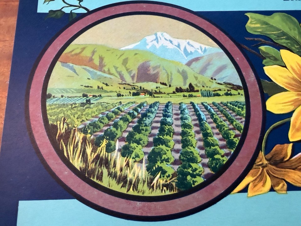 SWEETREAT Valencia Orange Crate Label Santiago Orange Growers Assn ...
