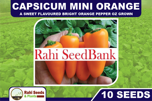 Capsicum Mini Orange A Sweet Flavoured Bright Orange Pepper OZ Grown 10 ...