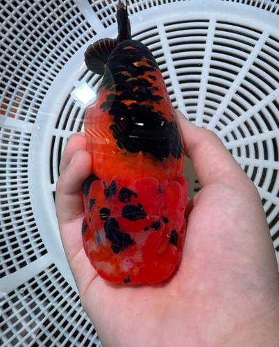 Show-Grade Jumbo Tiger Ranchu Goldfish (6.5 Inches) | eBay