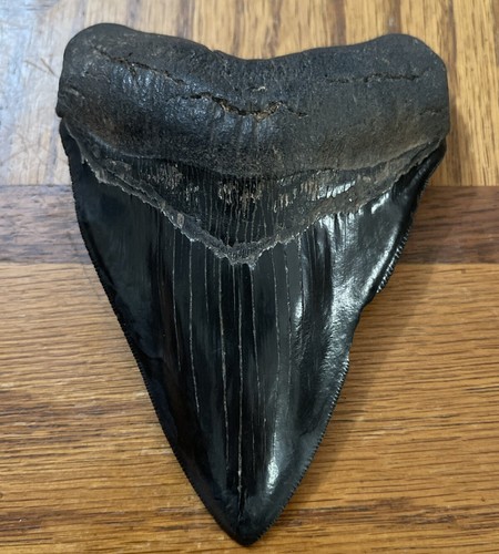 Megalodon Shark Tooth Fossil No-Restoration Sharp Serrations 5.0 Inches ...