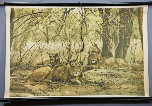 Wild Animal African Vintage Mural Poster Wall Chart Lions Panthera Leo ...