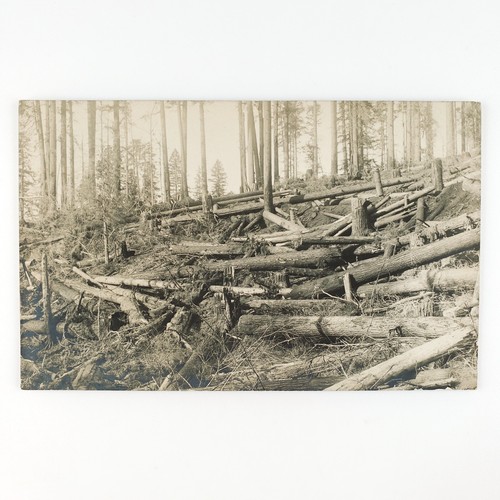 Clear Cut Forest Logging RPPC Postcard c1910 Felled Fallen Tree Real ...