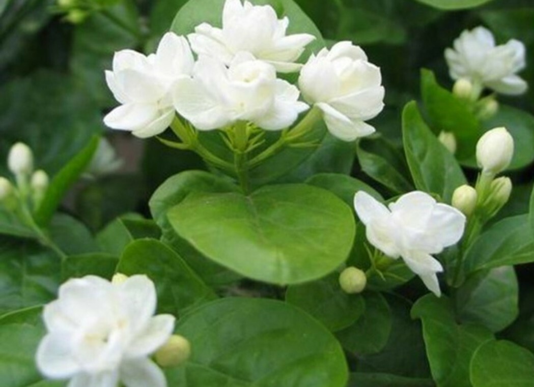 Original Emperor Jasmine Essence | eBay