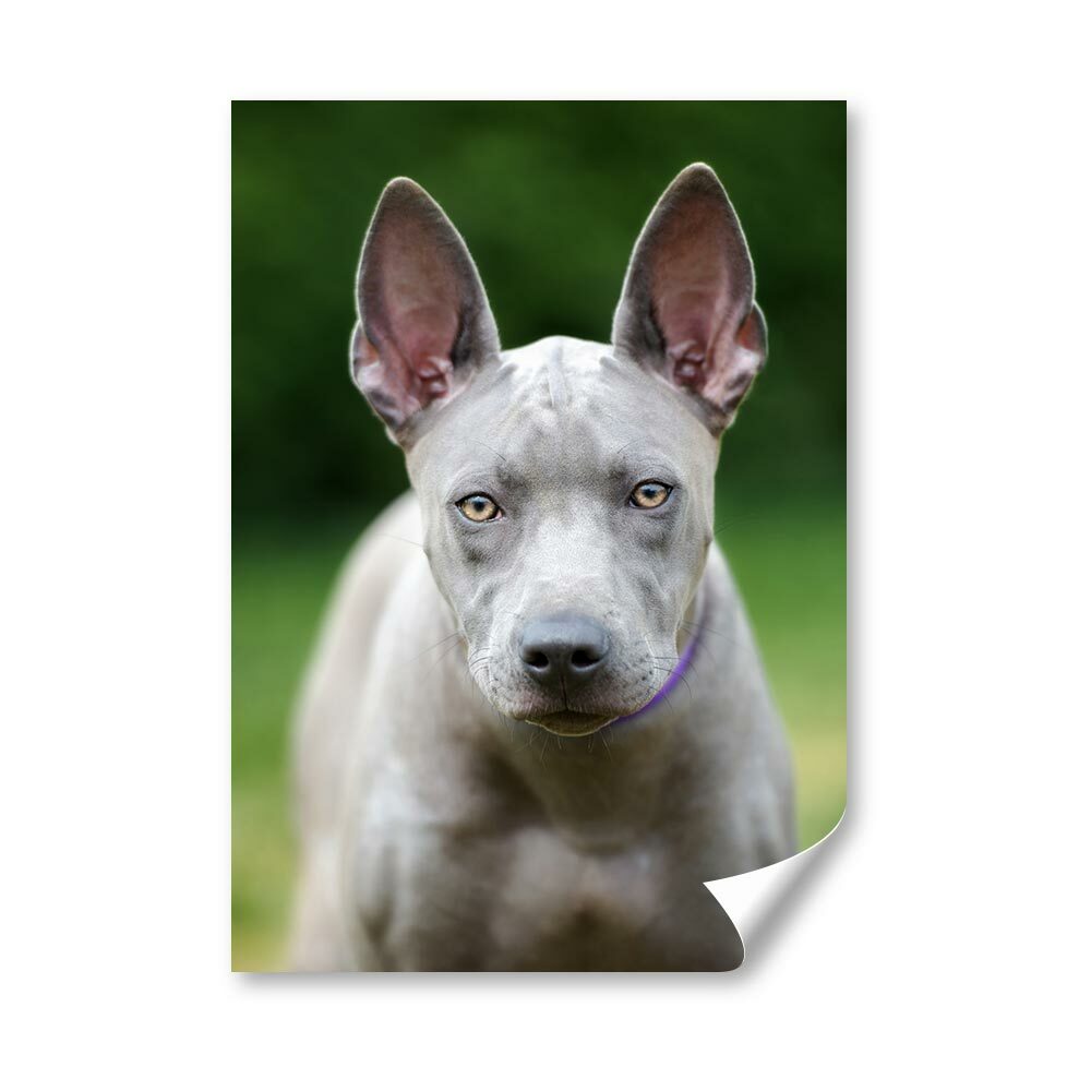 Blue Thai Ridgeback