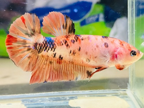 Live Betta Fish Giant Yellow Base Multicolour Female $Z01 From ...