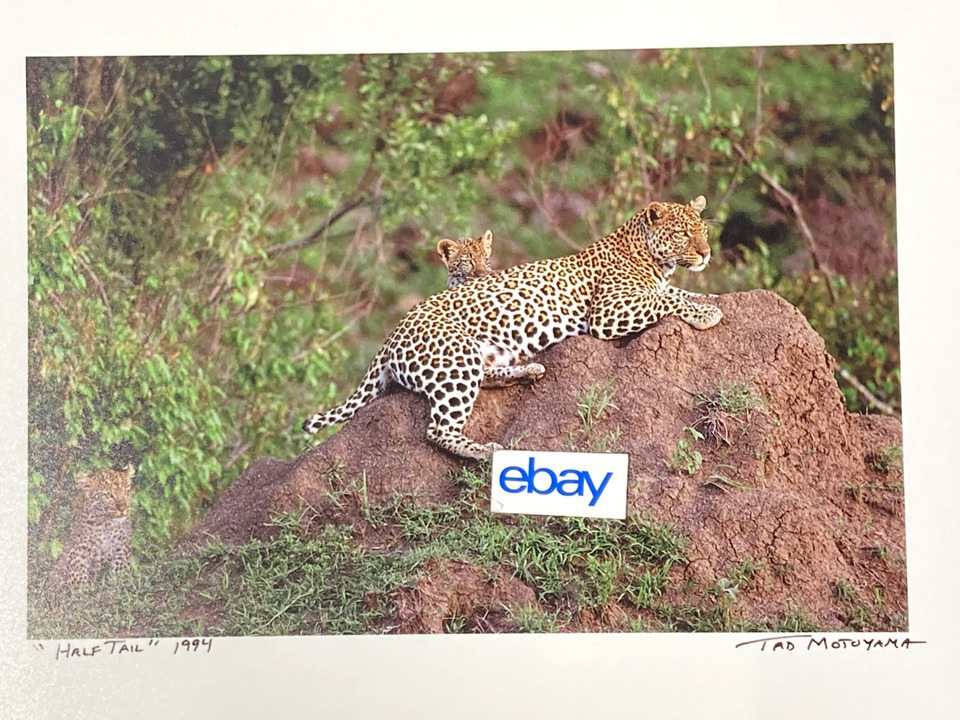 LEOPARD &CUB COLOR PHOTO ART PRINT BY LOS ANGELES ZOO PHOTOGRAPHER TAD ...