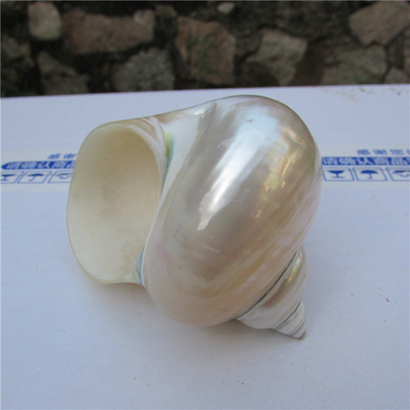 Natural Turban Shells Conch Coral Sea Snail Fish Tank Home Aquarium 7.5 ...