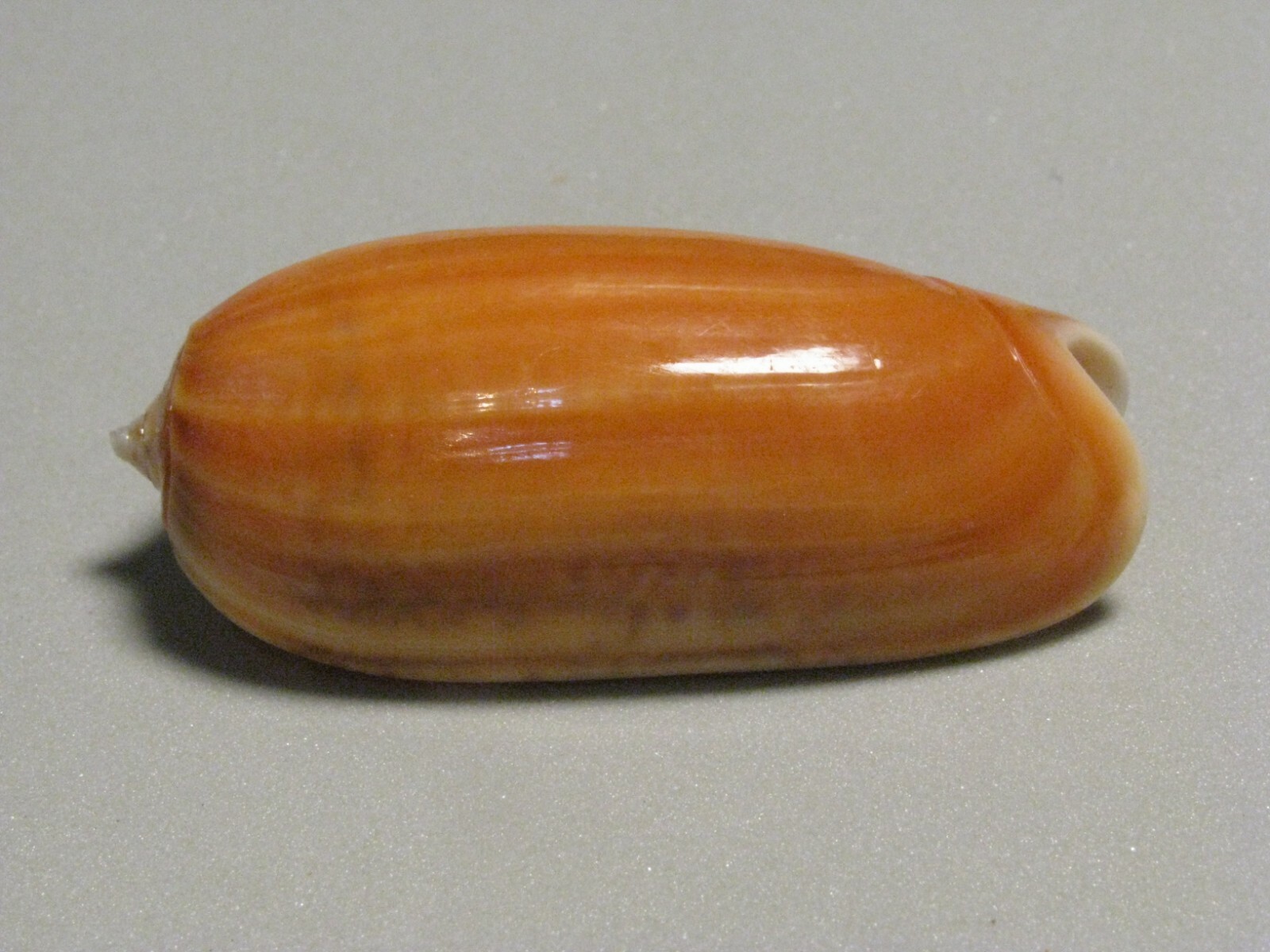 Oliva irisans cryptospira Ford, 1891 "BRIGHT-ORANGE!" (49.2mm) | eBay