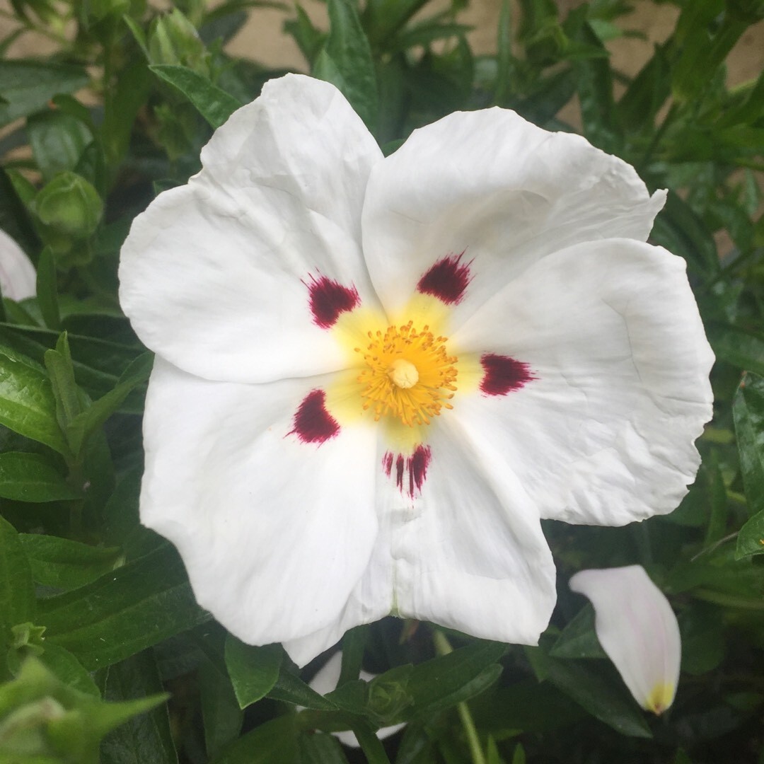 Cistus Snowfire - Low Growing Rock Rose Evergreen Shrub | eBay UK