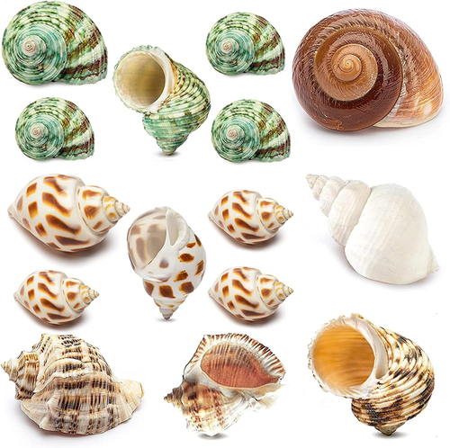 15PCS Hermit Crab Shells Medium and Large 6 Types Natural Hermit Crab ...
