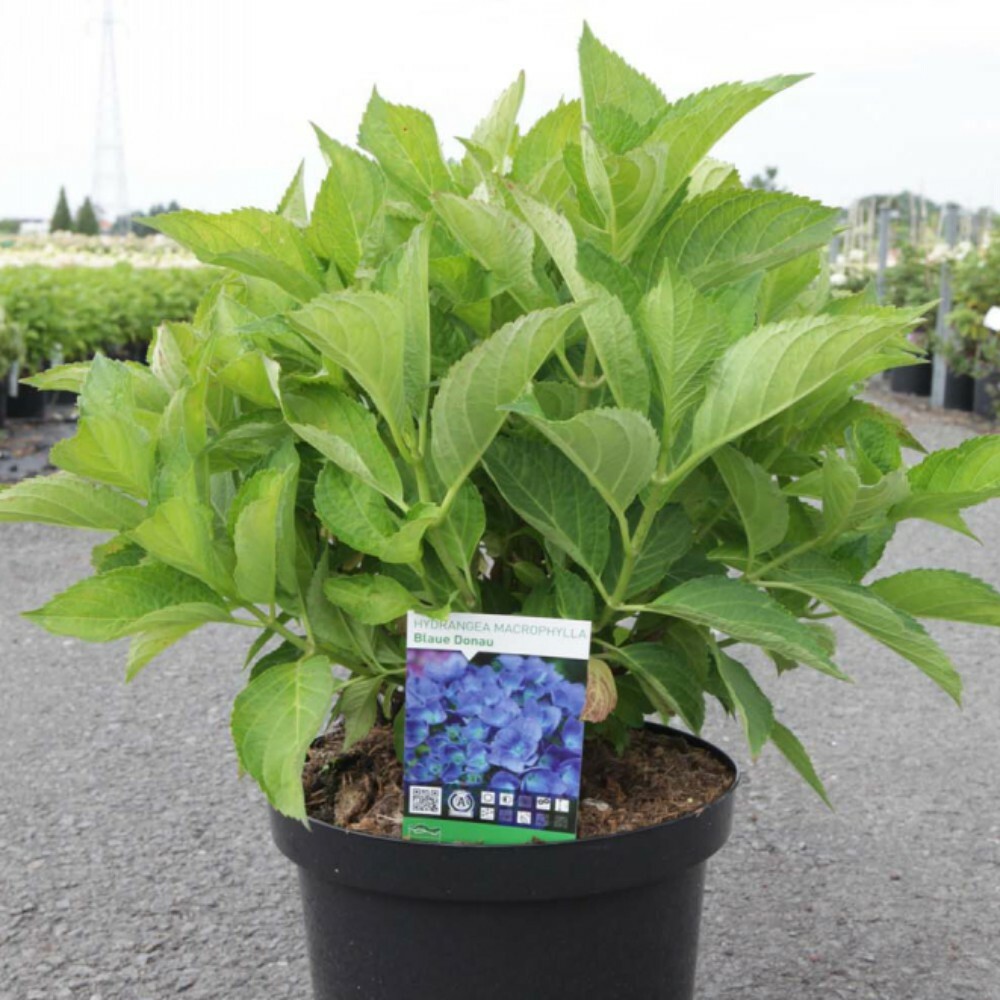Hydrangea Blue Danube Macrophylla Hardy Perennial Deciduous Garden ...