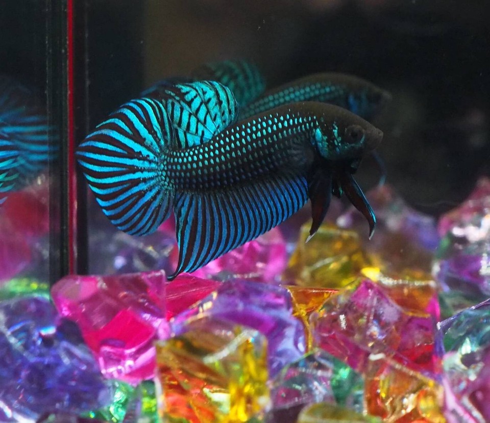 Wild Live Betta Fish Green Mahachai Male High Quality Grade Wild Betta ...