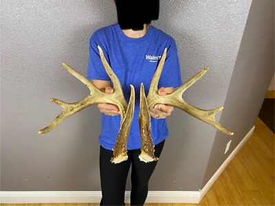 Matched Set Whitetail Deer Antlers Cut Off 5x5 WILD IDAHO Sheds Horns ...