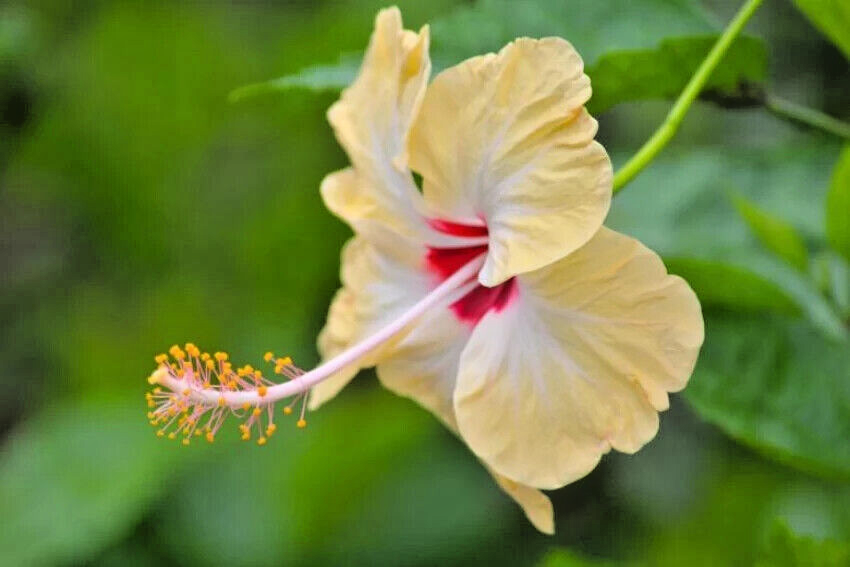 Yellow Hawaiian Hibiscus