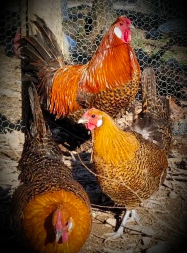 6+ Golden & Silver Deathlayer Hatching Eggs -Rare | eBay