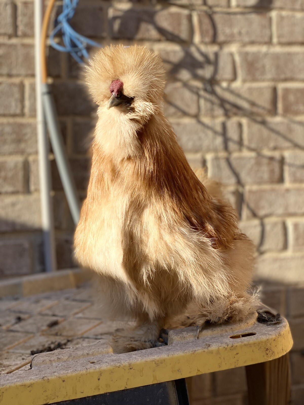 6 Bearded/Crested Show Quality Silkie & Showgirl chicken hatching eggs ...